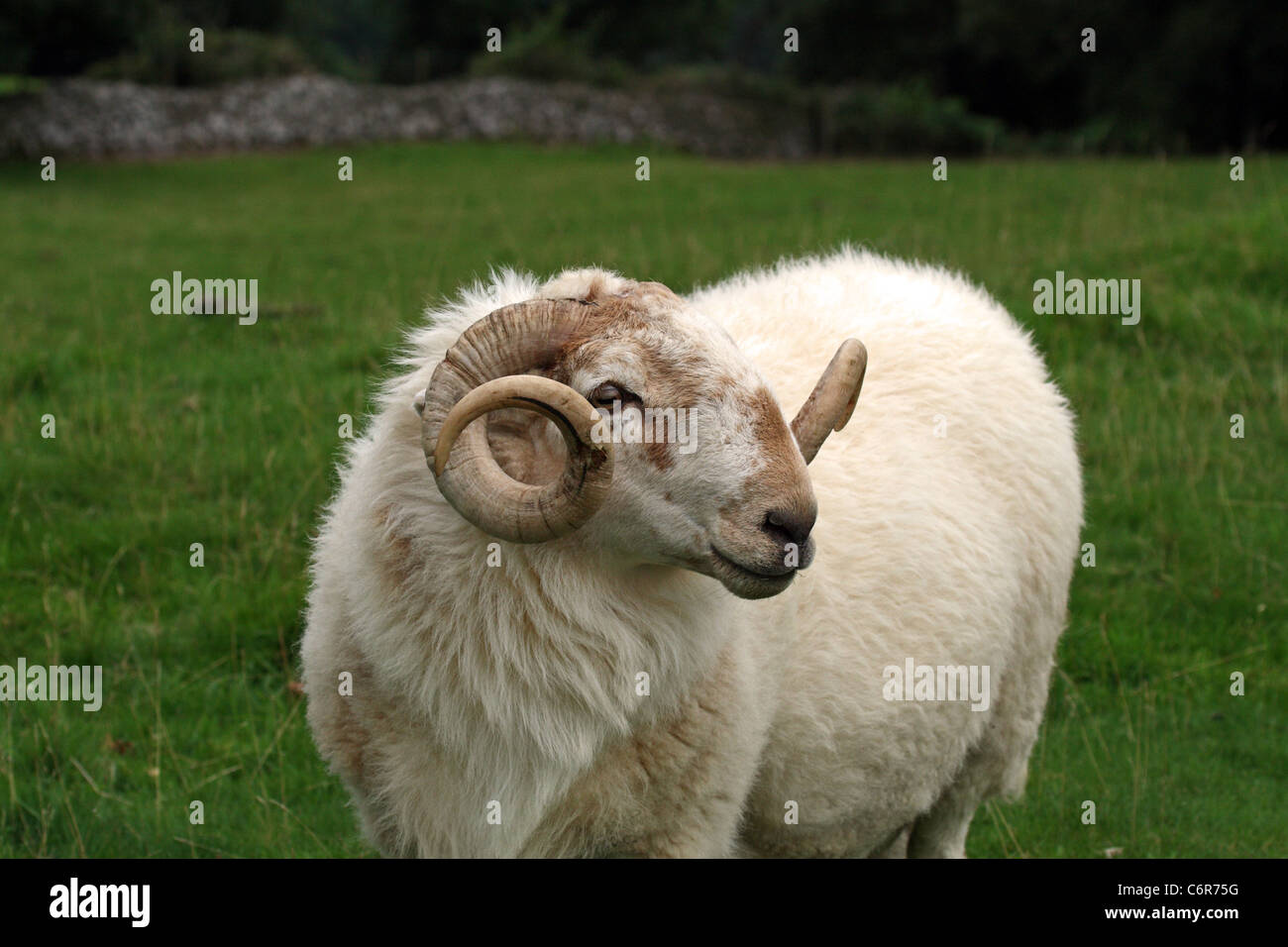 Welsh mountain sheep ram hi-res stock photography and images - Alamy