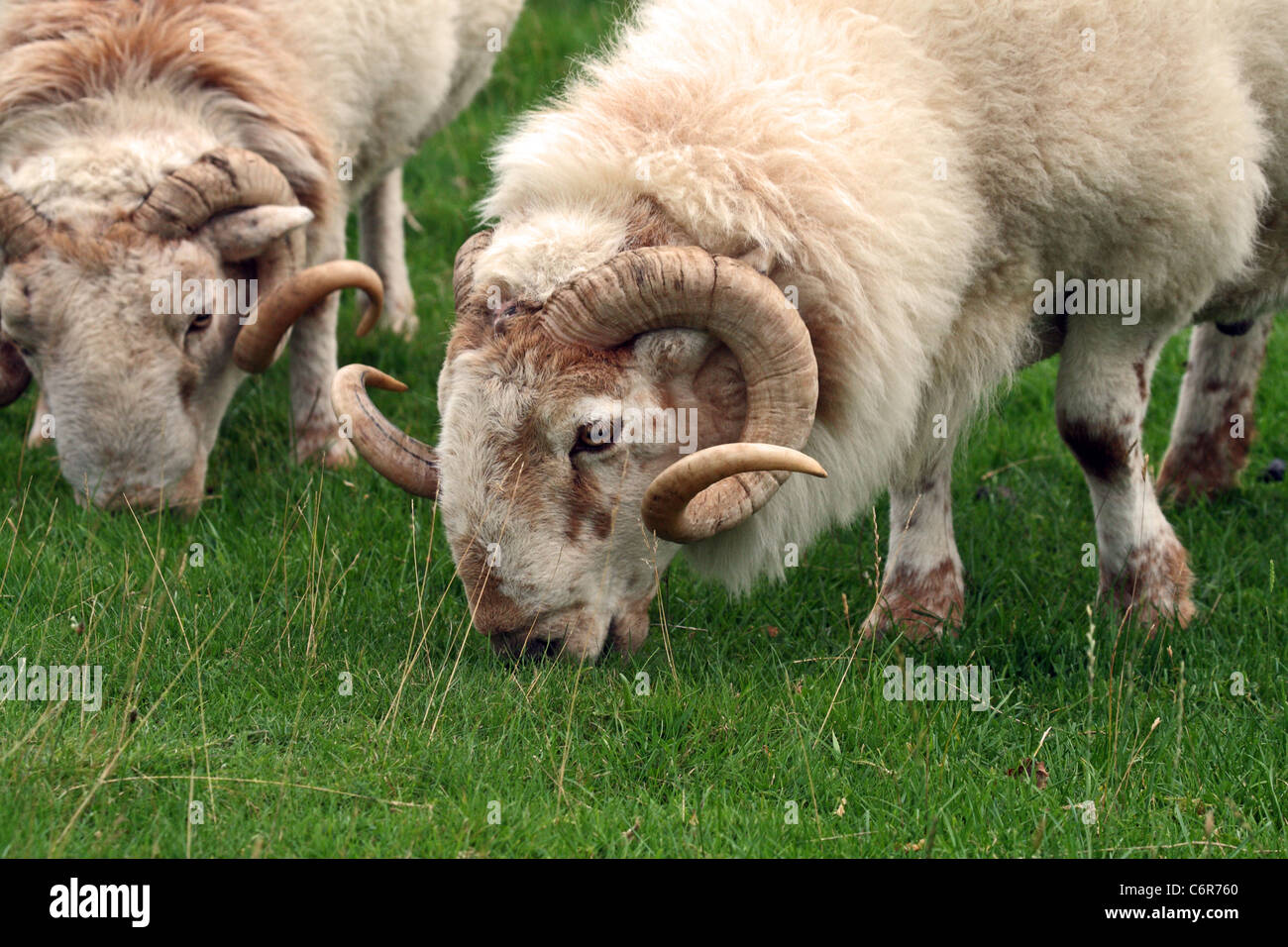 Welsh Mountain Sheep - Rams Stock Photo - Alamy