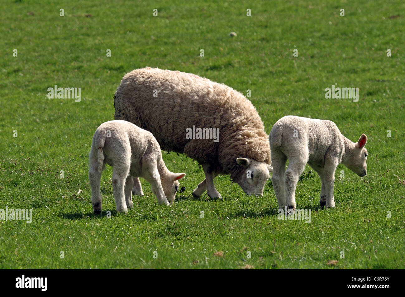 Welsh Mountain Sheep - ewe with twin lambs Stock Photo - Alamy