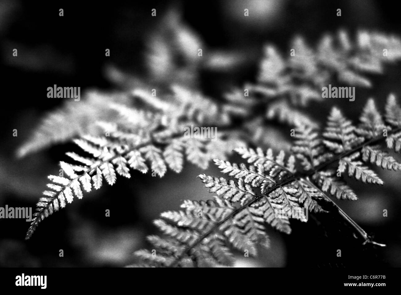 Black and White Fern Stock Photo - Alamy