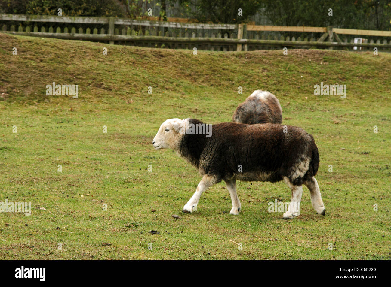 Herdwick sheep breed domestic sheep hi-res stock photography and images ...