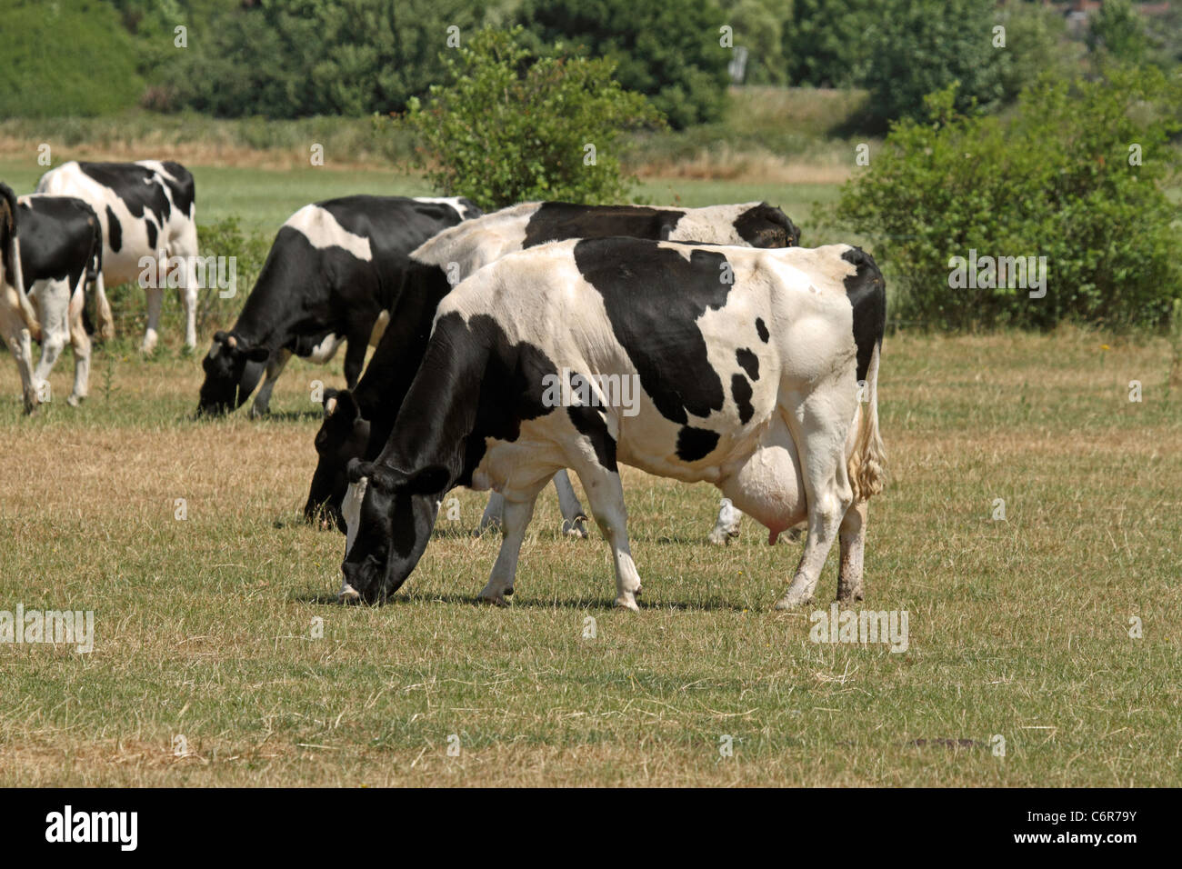 Friesian Cattle. Aka Holstein Cattle and Holstein-Friesian Cattle Stock ...