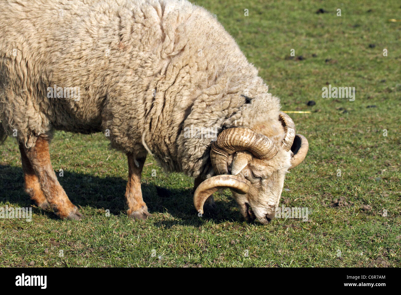 Welsh Mountain Sheep - Ram Stock Photo - Alamy