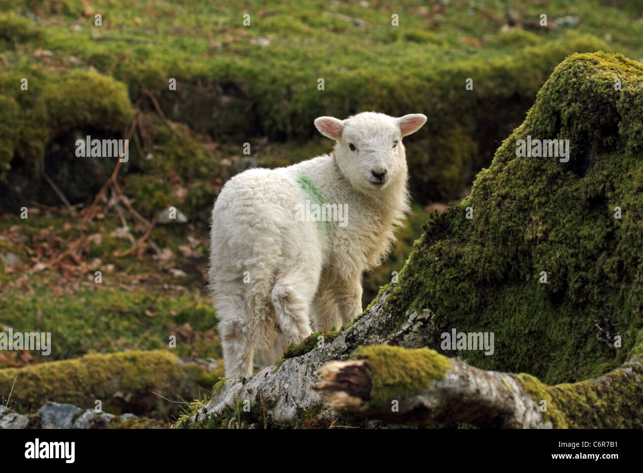Welsh Mountain Sheep - Lamb Stock Photo - Alamy
