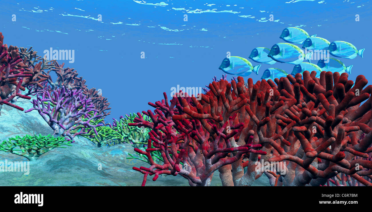 School fish underwater ocean sea hi-res stock photography and images ...