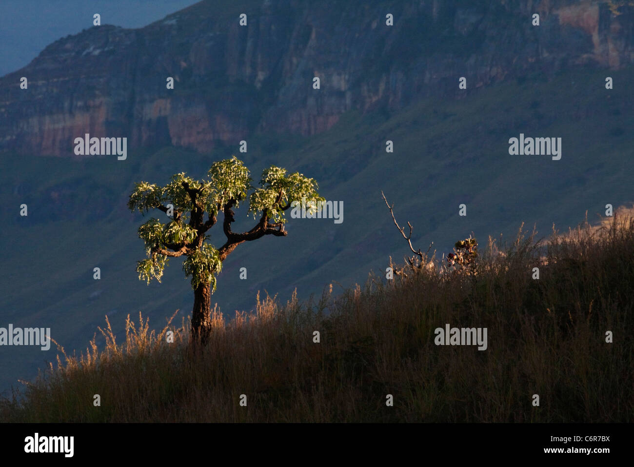 Natal Drakensberg scenery with a lone cabbage tree on a grassy slope ...
