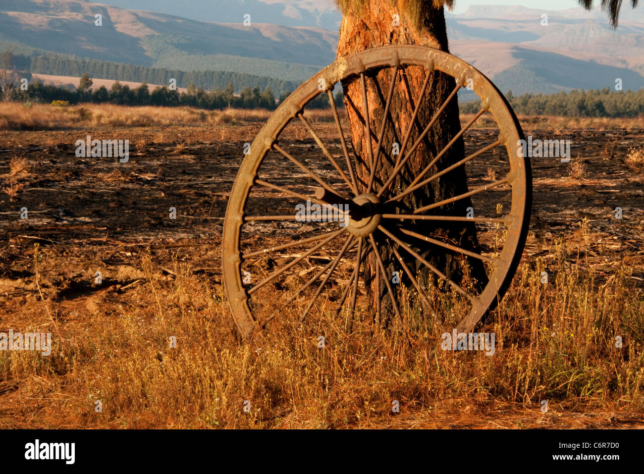 An old steel wagon wheel leaning against a tree with pine plantations ...
