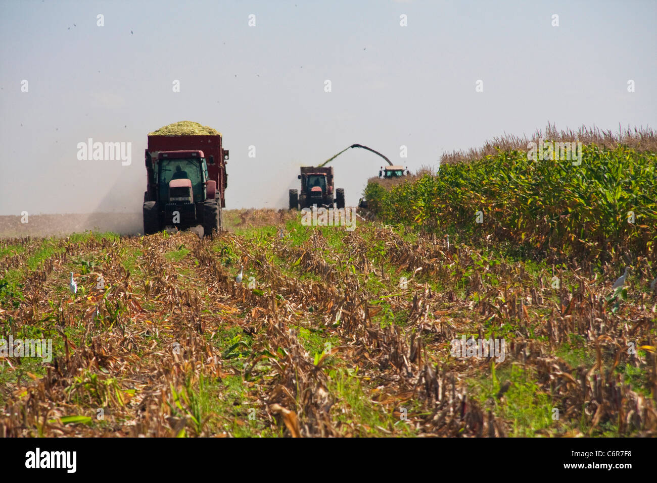 Harvesting maize hi-res stock photography and images - Alamy