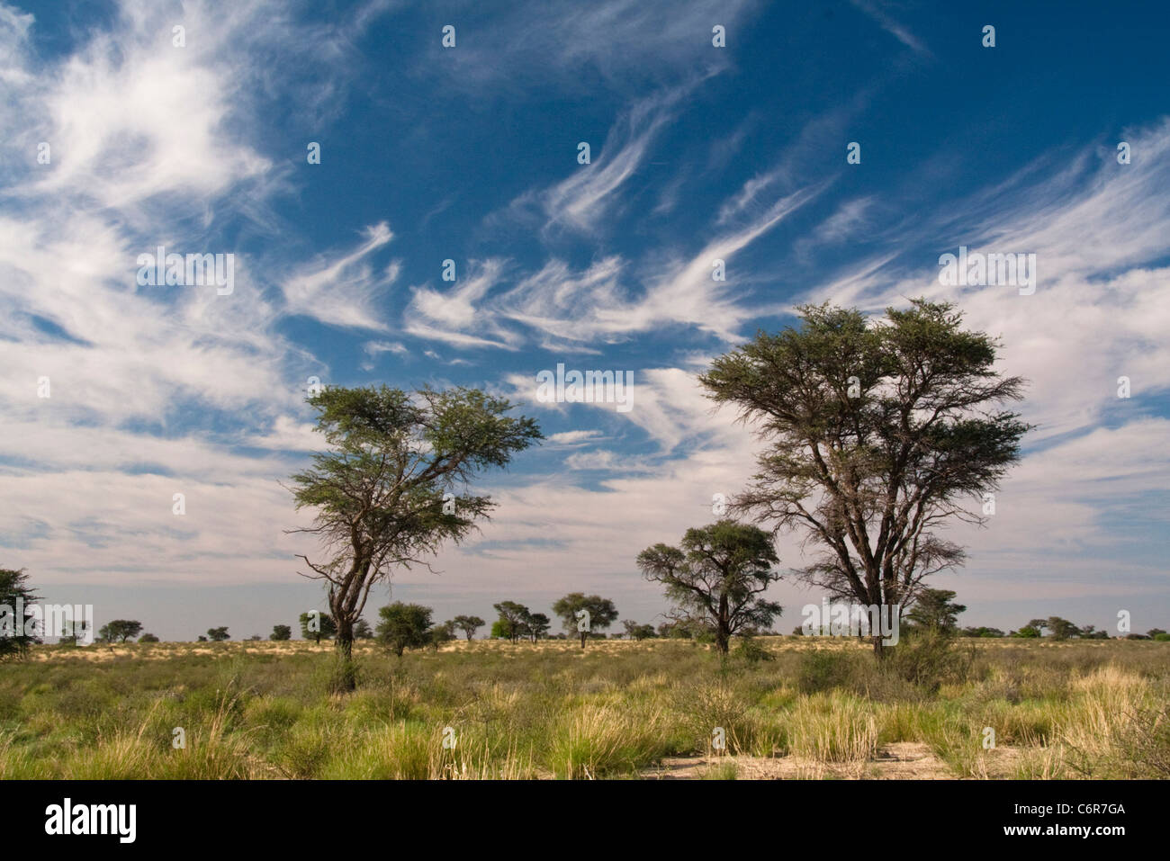 Camelthorn tree hi-res stock photography and images - Alamy