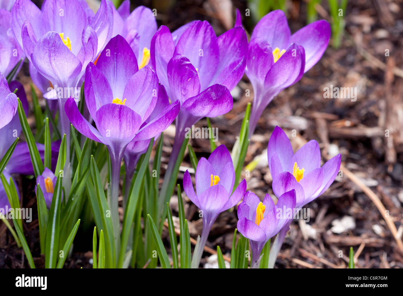 Crocus tommasinianus Ruby Giant Stock Photo - Alamy
