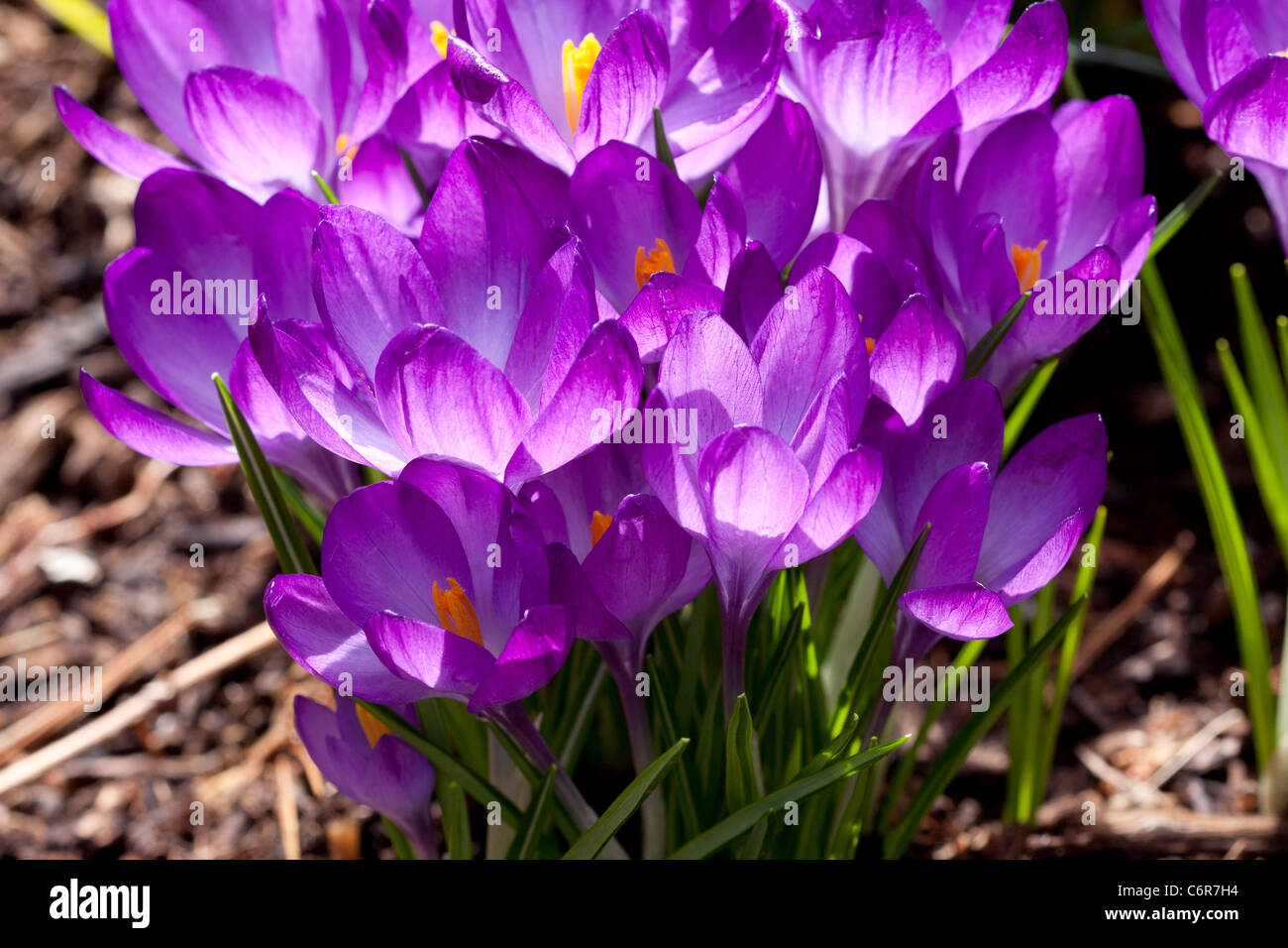Crocus tommasinianus Ruby Giant Stock Photo - Alamy