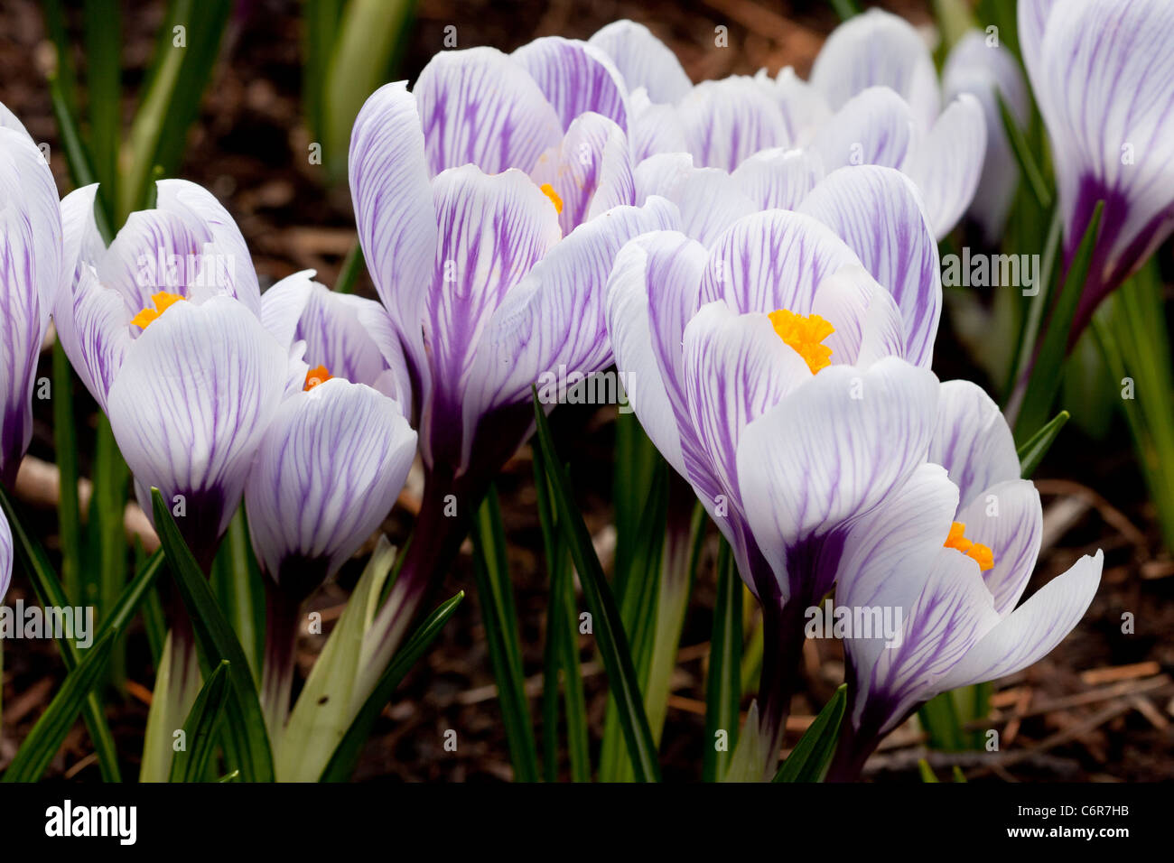 white with purple striped crocuses Stock Photo - Alamy