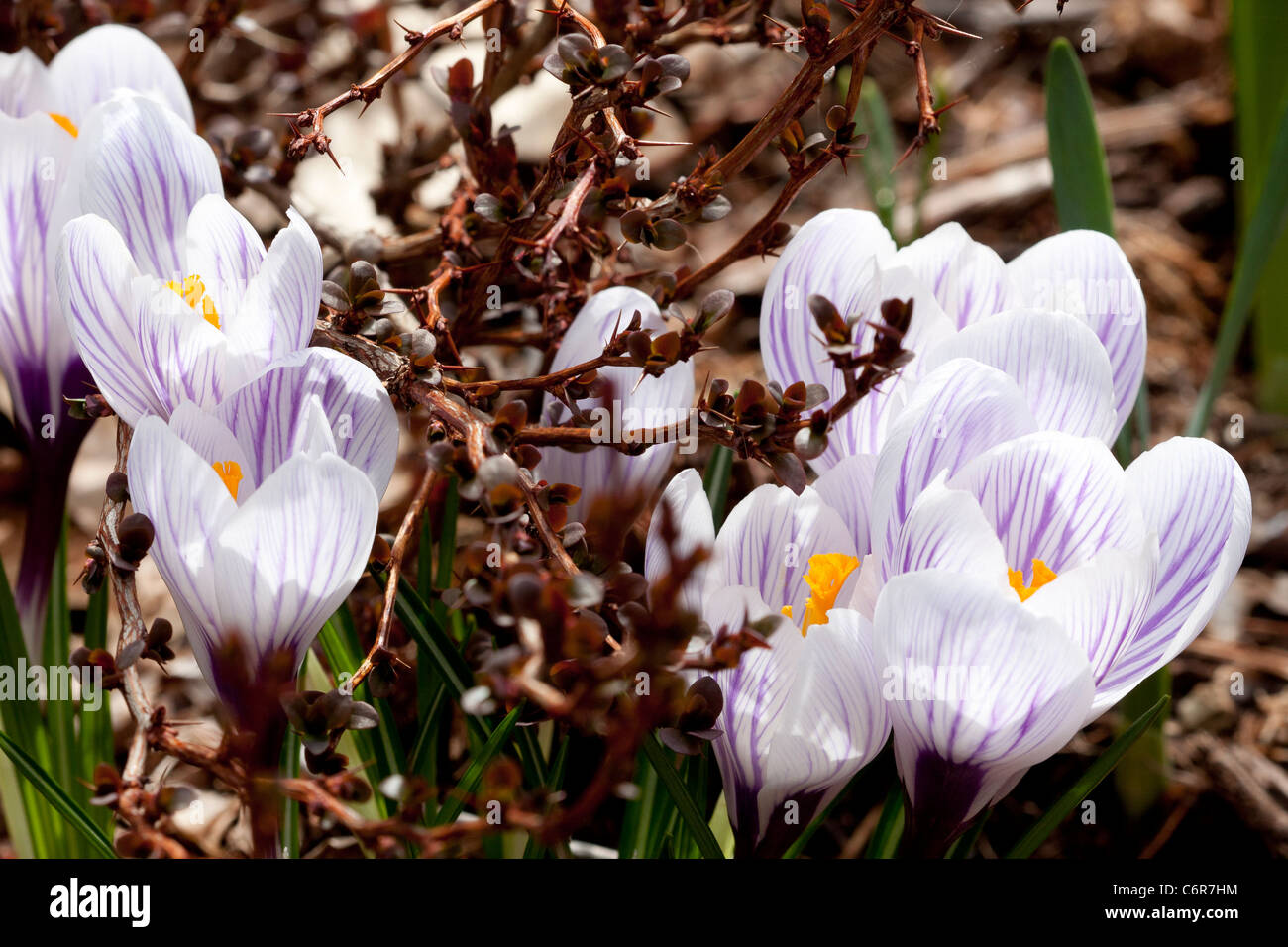 white with purple striped crocuses Stock Photo - Alamy