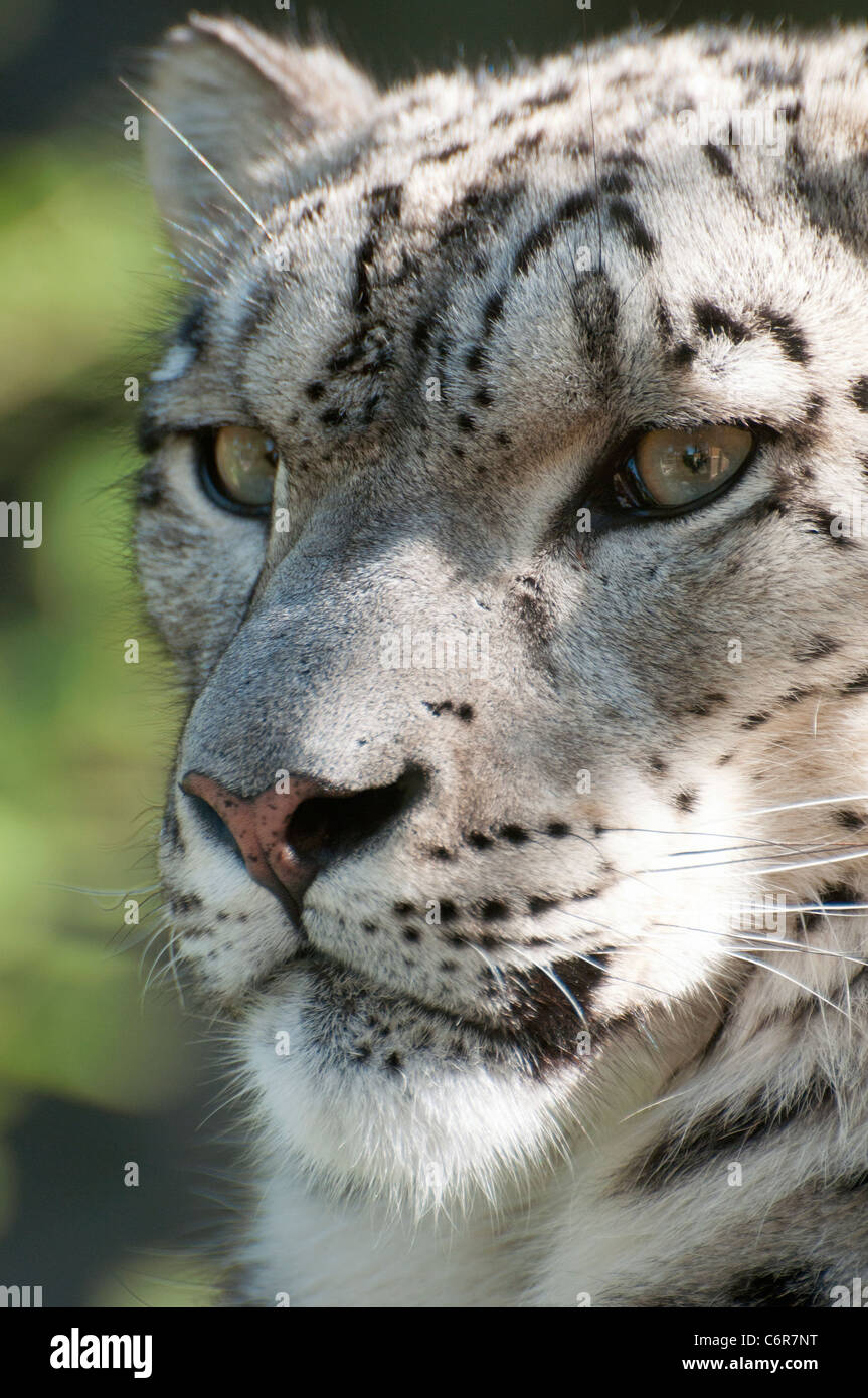 Male snow leopard Stock Photo - Alamy