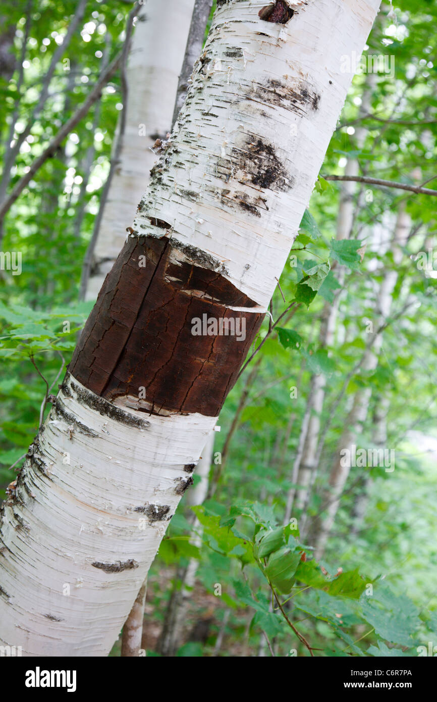 Bark peeled from birch tree in the Gale River forest of the White ...