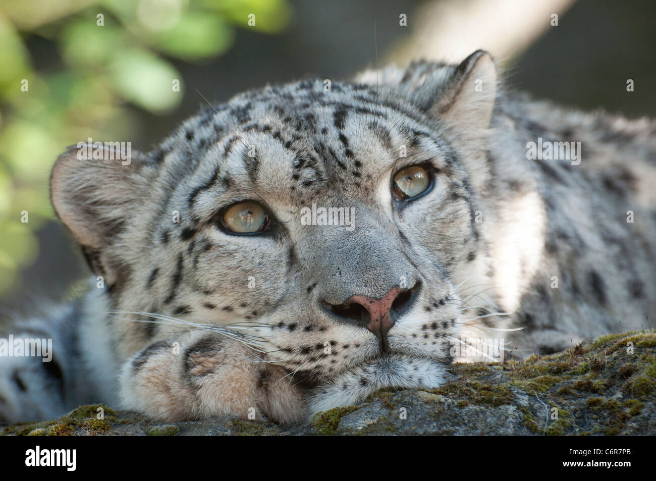 Male snow leopard (close-up Stock Photo - Alamy
