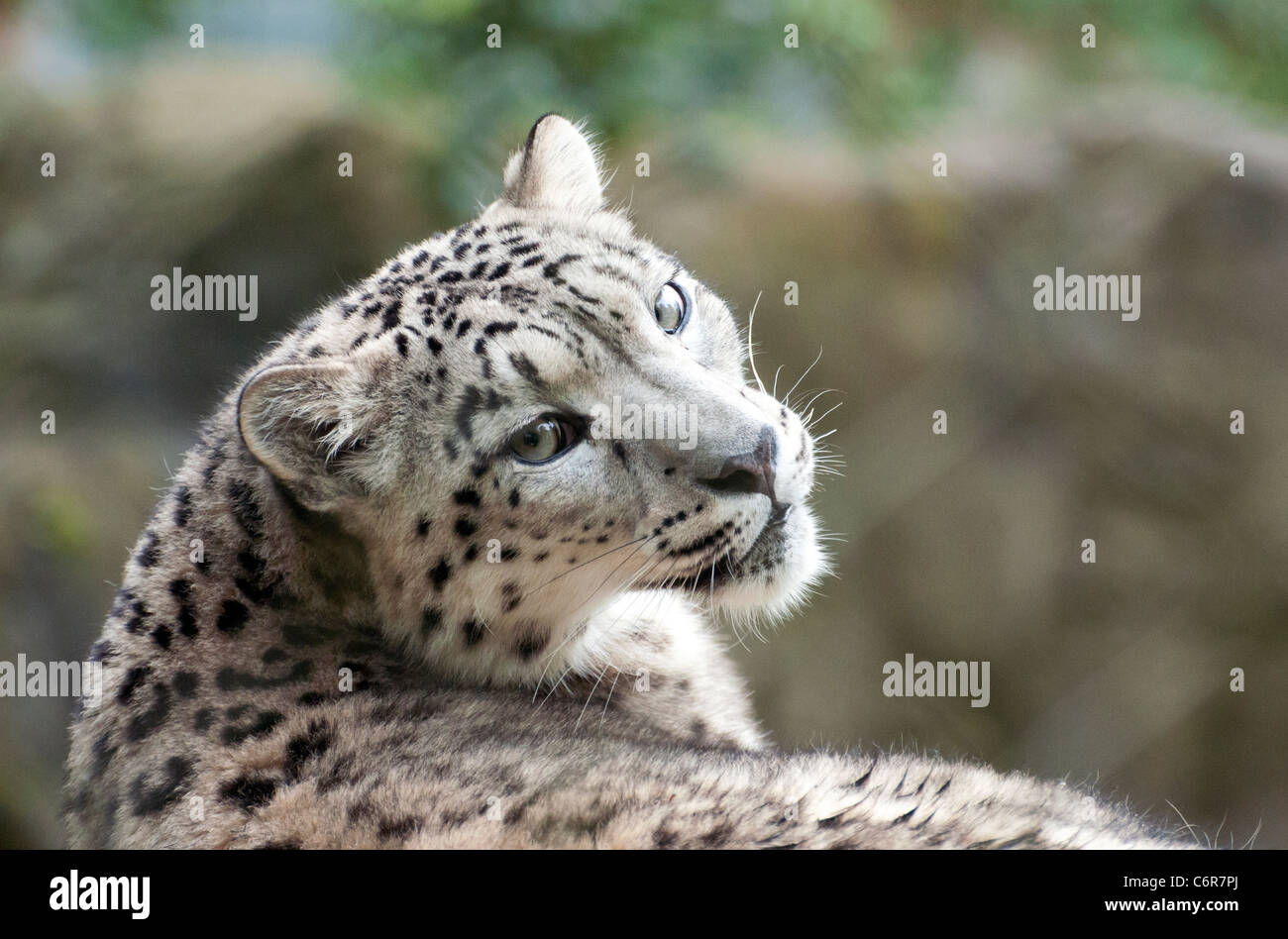 Female snow leopard looking at camera Stock Photo - Alamy