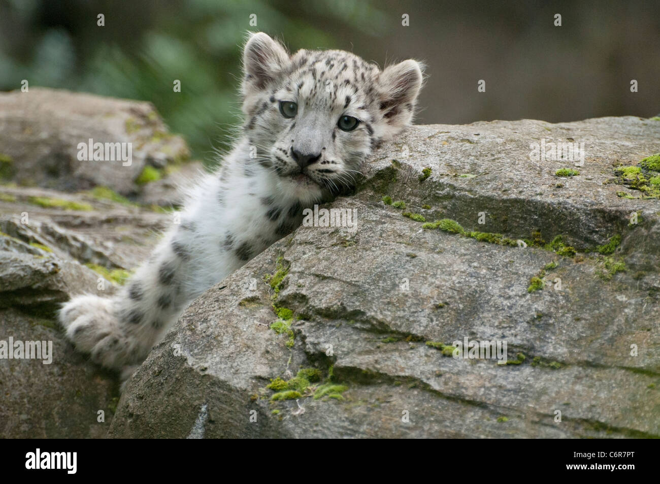 Male snow leopard cub on rocks Stock Photo - Alamy