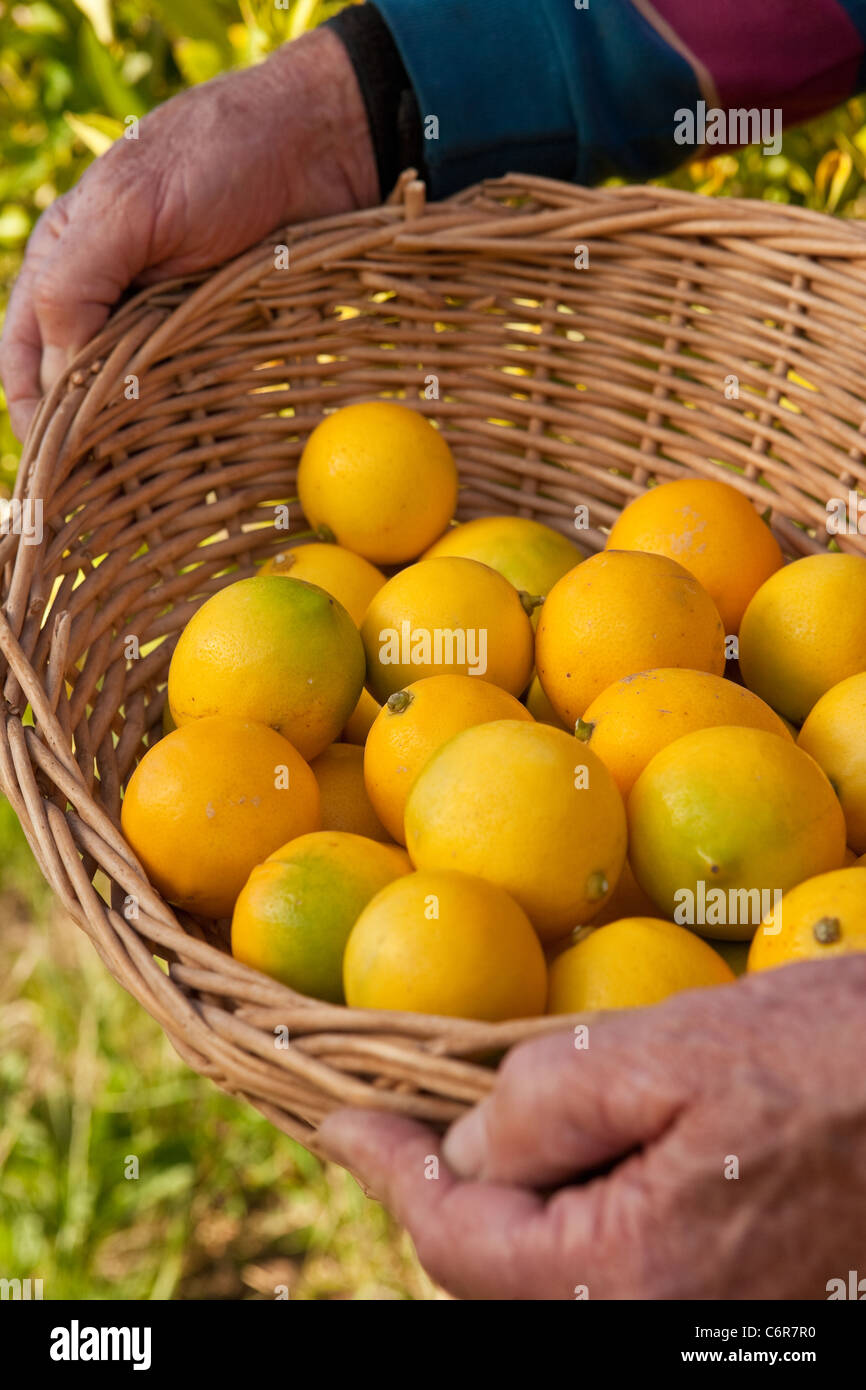 basket of Meyer lemons, Whitney Ranch, Carpinteria, California, United ...