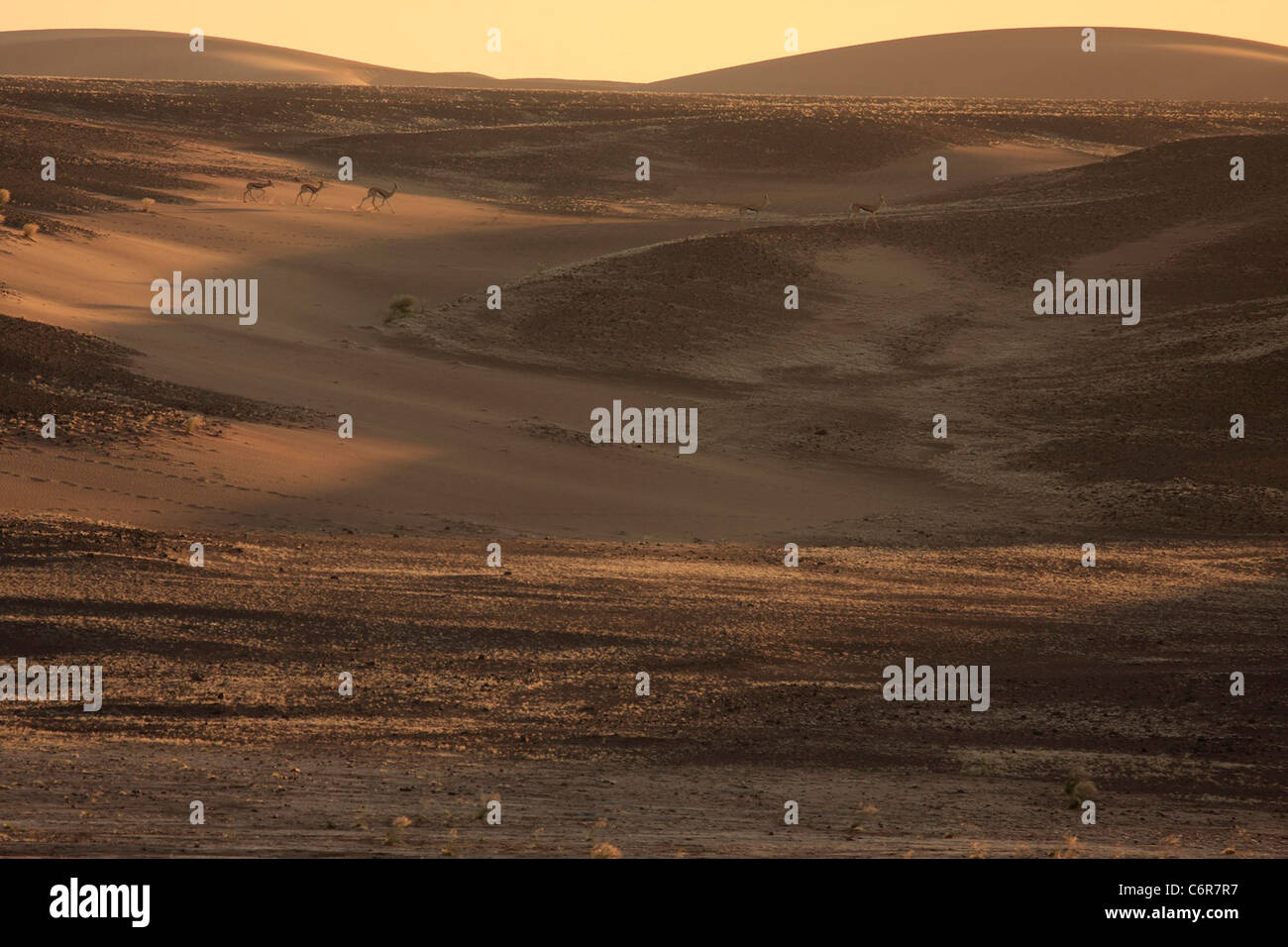 Springbok desert hi-res stock photography and images - Alamy