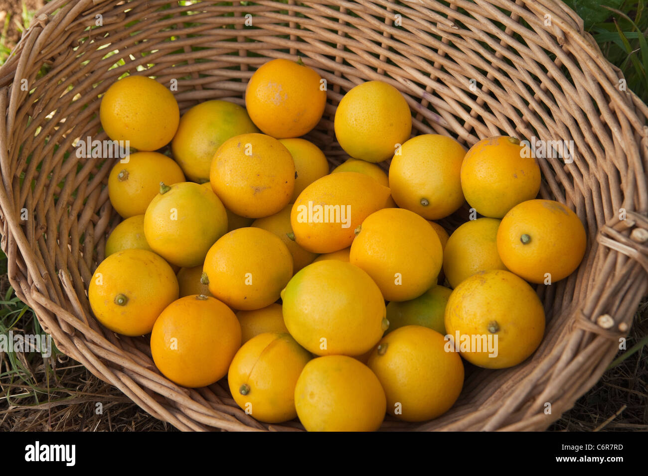 Meyer lemons hi-res stock photography and images - Alamy