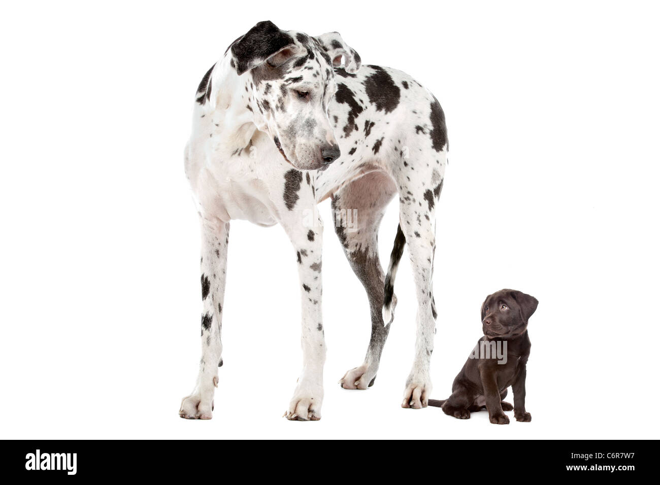 A Great Dane harlequin and a chocolate Labrador puppy in front of a ...