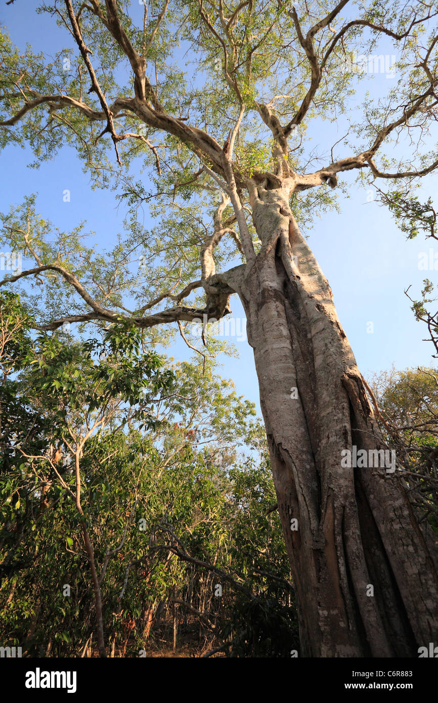 Torchwood hi-res stock photography and images - Alamy
