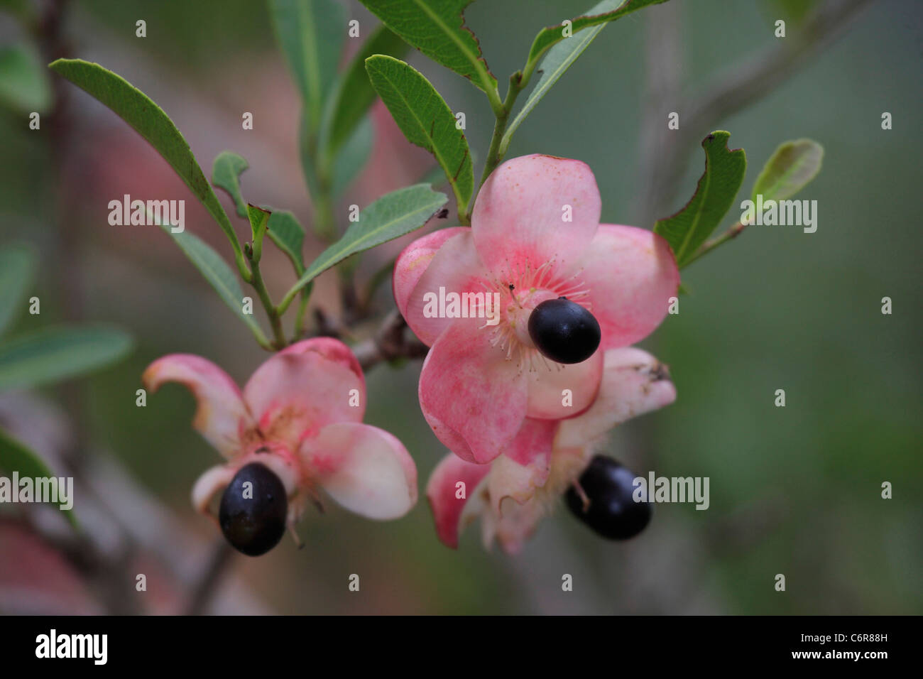 Ochna Stock Photos & Ochna Stock Images - Alamy