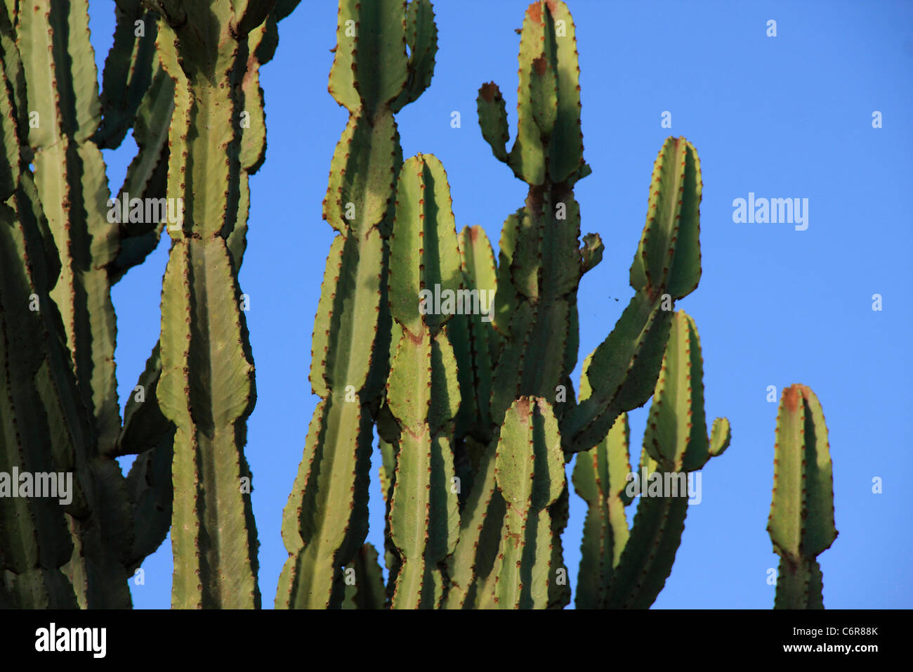 Euphorbia trees hi-res stock photography and images - Alamy