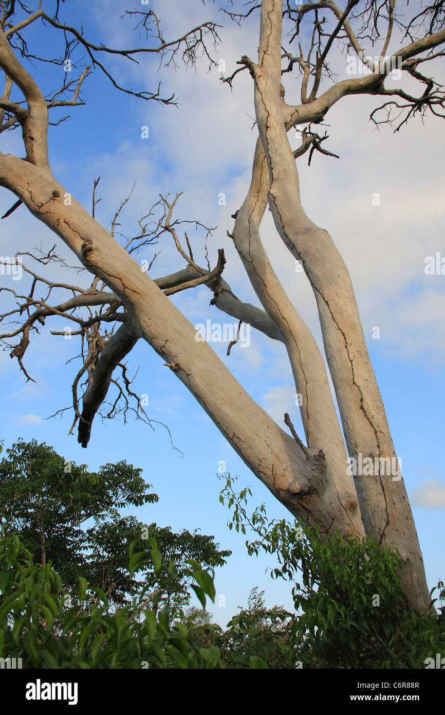 Indigenous south african tree hi-res stock photography and images - Alamy