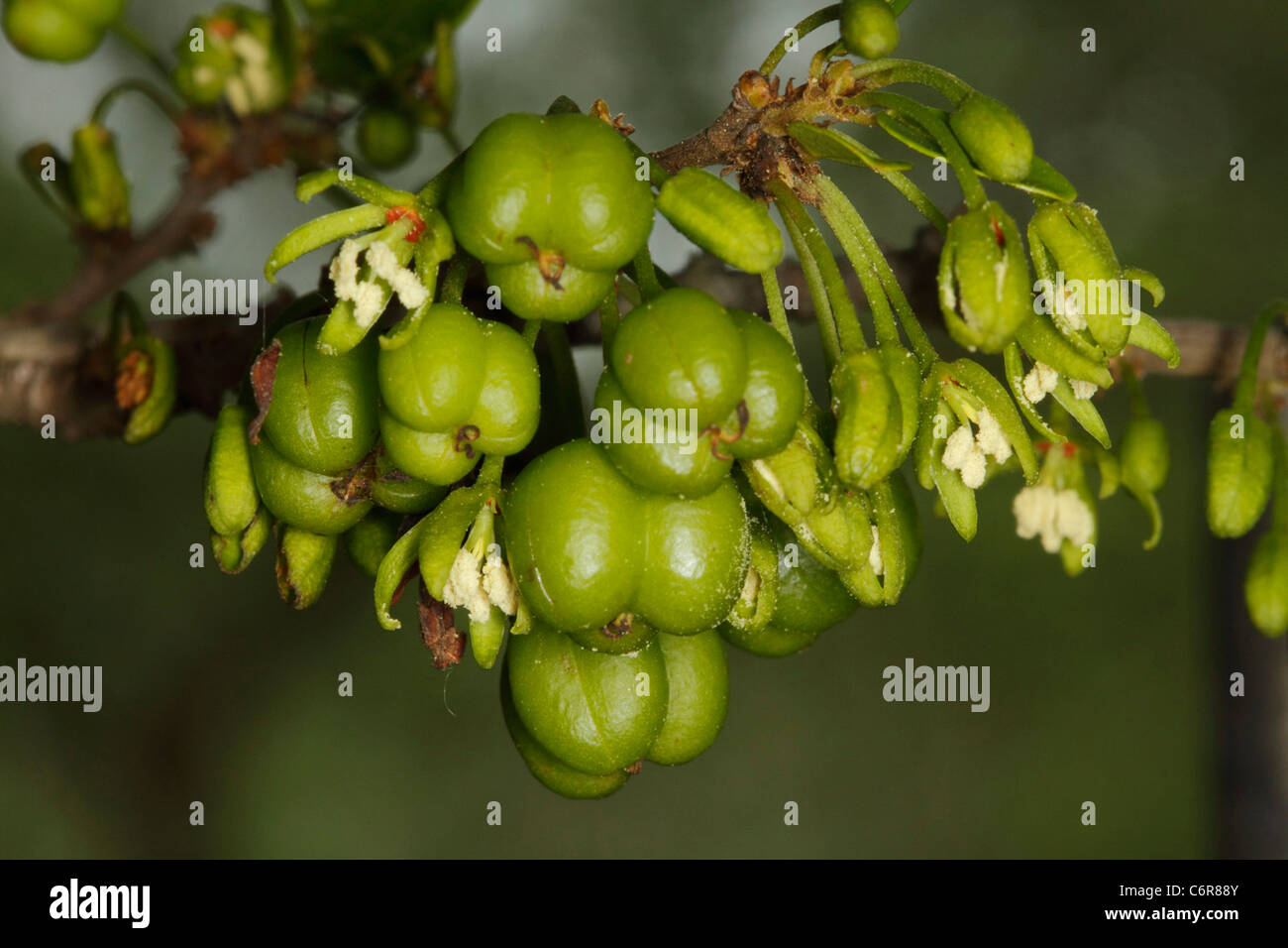 Elephant fruit hi-res stock photography and images - Alamy