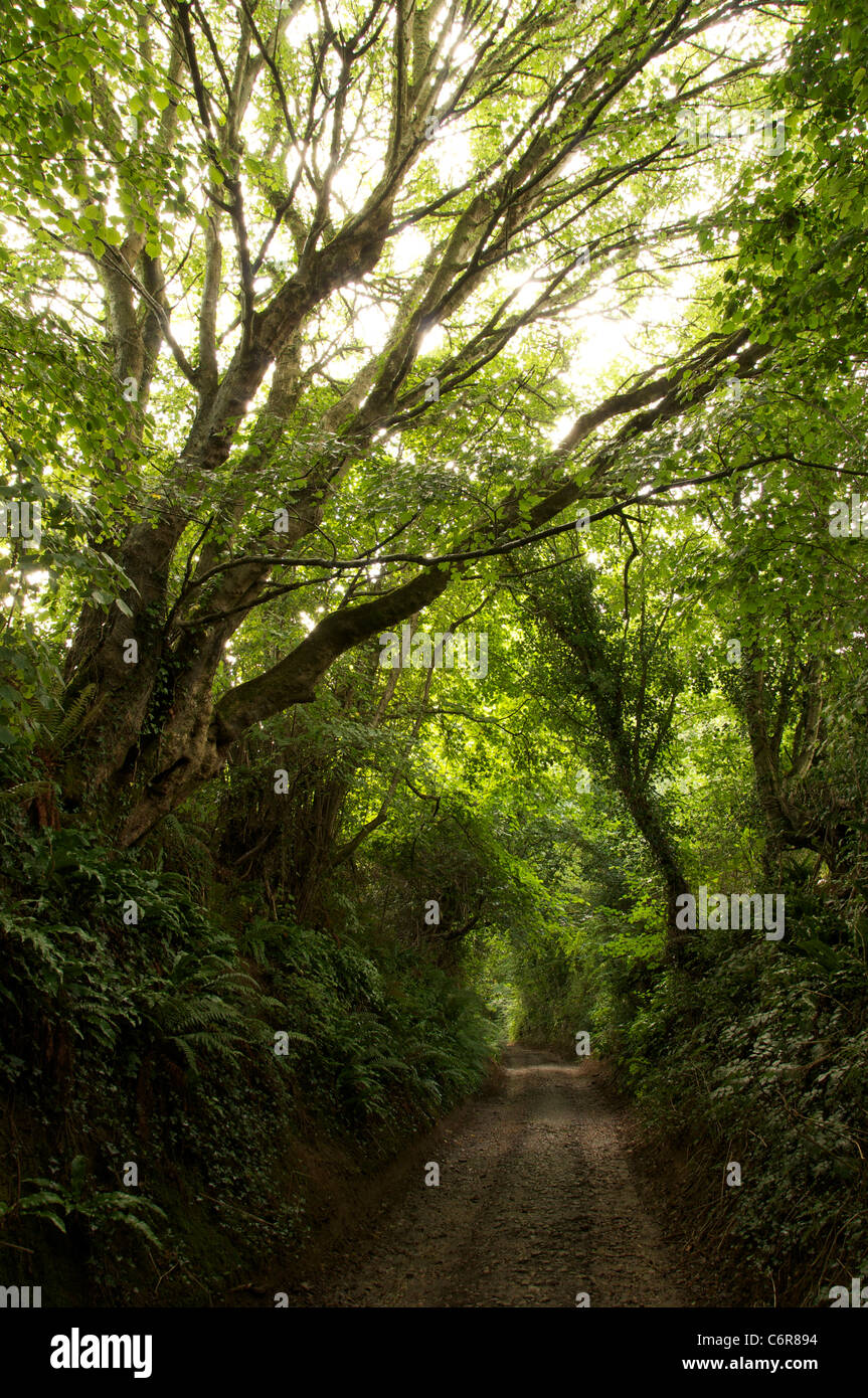 Holloways of dorset hi-res stock photography and images - Alamy