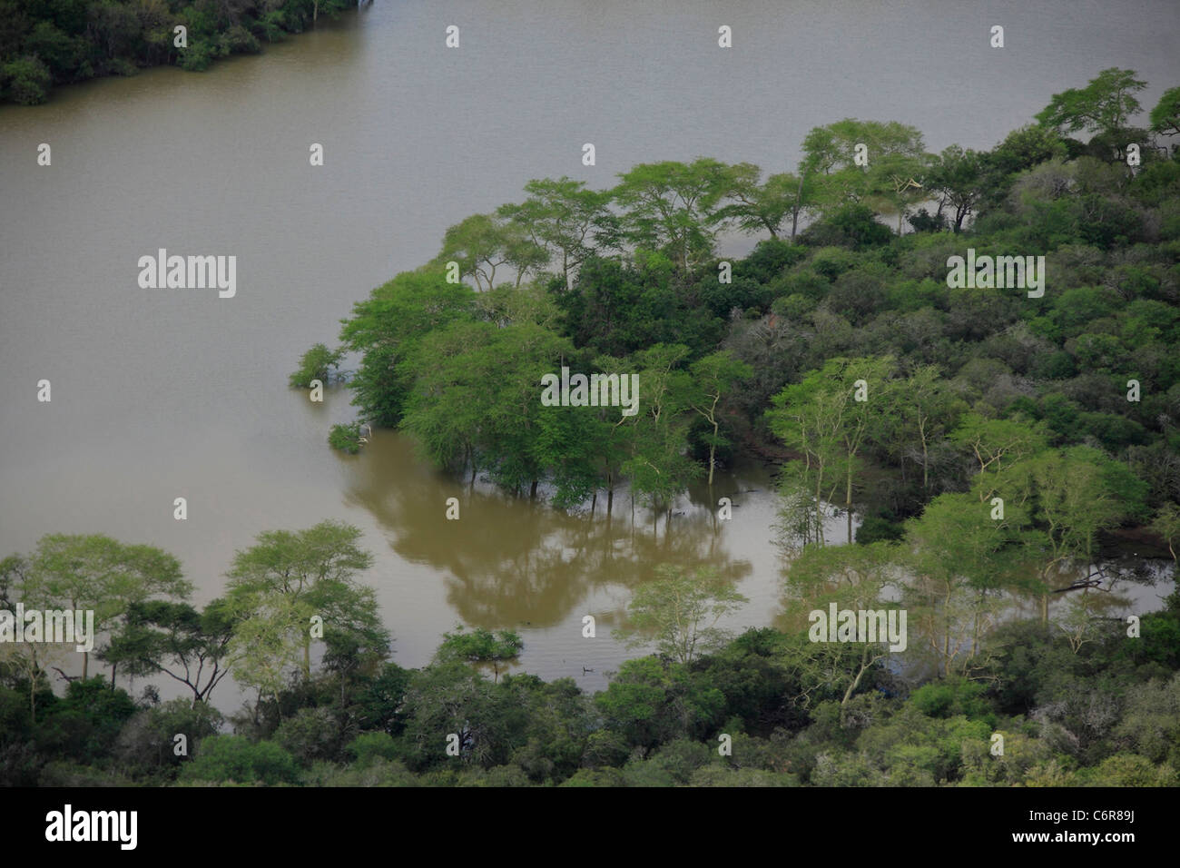 Fever tree pan Stock Photo - Alamy