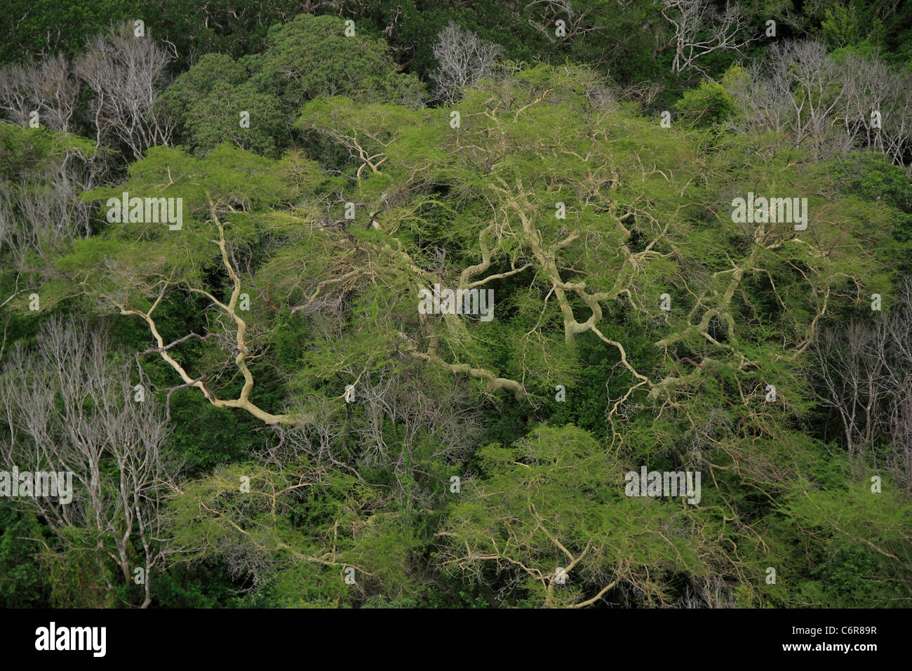 Fever tree hi-res stock photography and images - Alamy