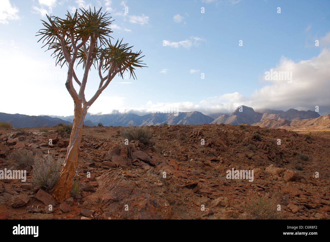 Desert landscape with Kokerboom Stock Photo - Alamy