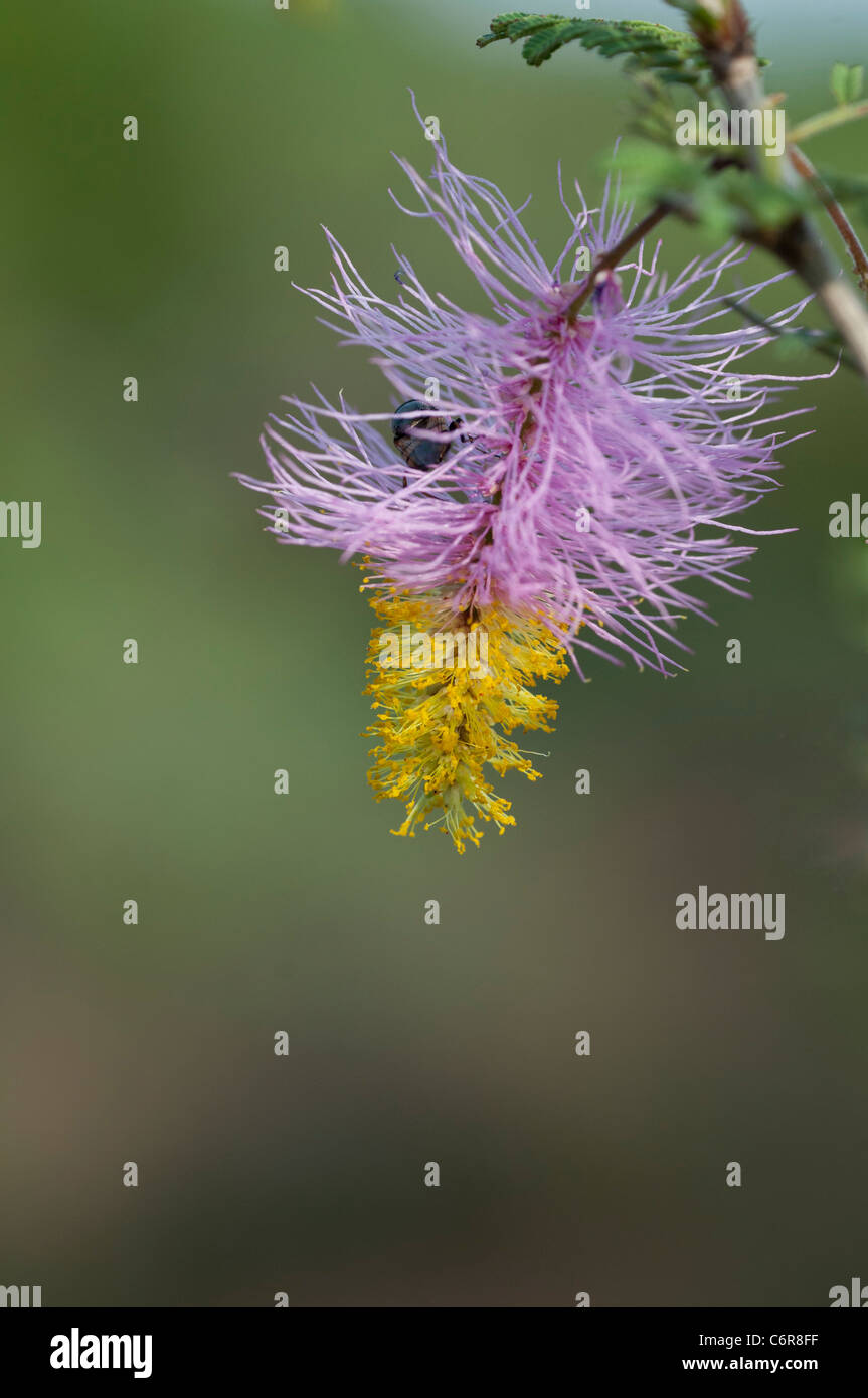 A fully blown sickle bush on a bright sunny day Stock Photo - Alamy