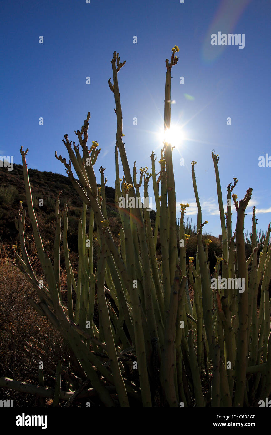 Desert landscape Melkbos plant Stock Photo - Alamy