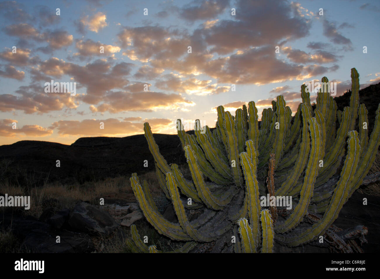 Spiny desert hi-res stock photography and images - Alamy