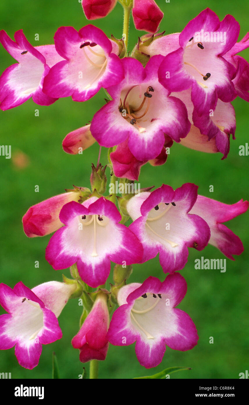 Penstemons hi-res stock photography and images - Alamy