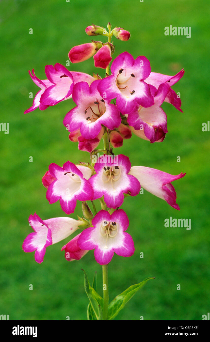 Penstemon 'Laura' red and white penstemons flower flowers garden plant ...