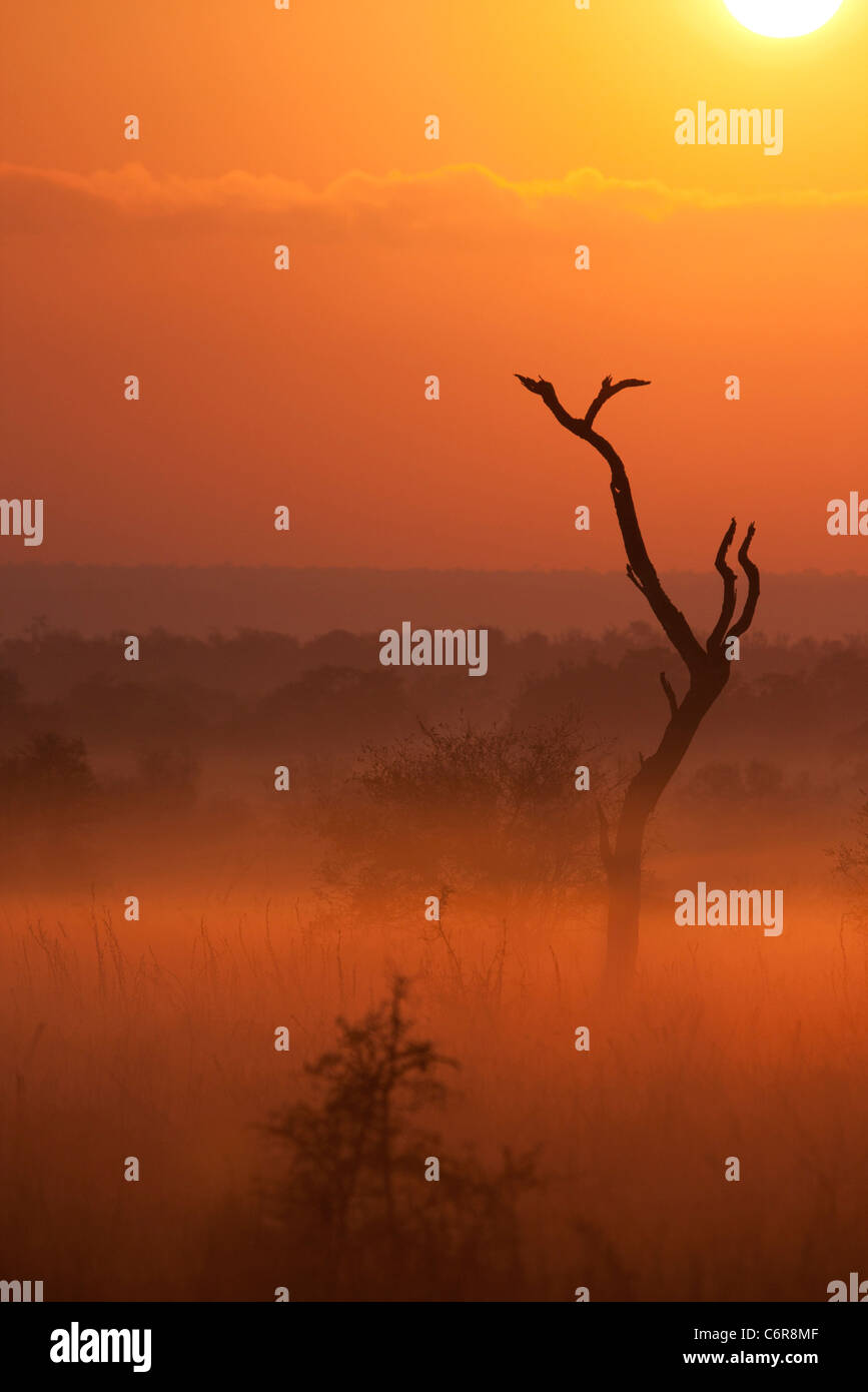 A dead tree silhouette at sunrise on a misty bushveld morning Stock ...