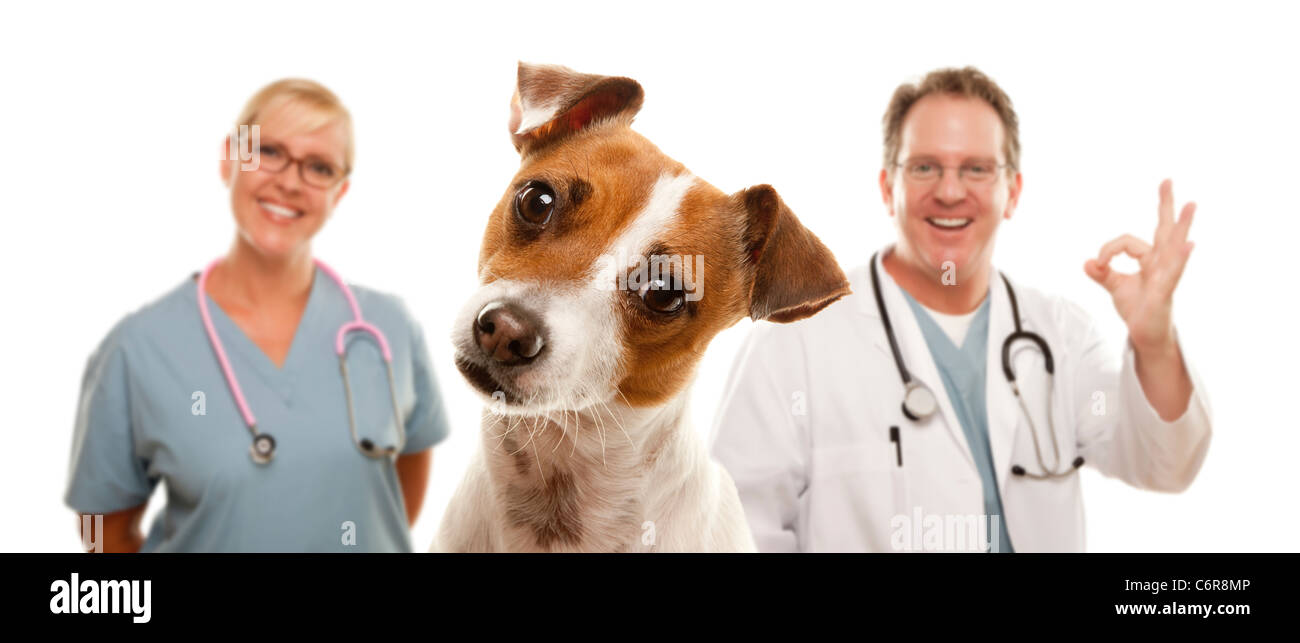 Adorable Jack Russell Terrier and Veterinarians Behind Isolated on a ...