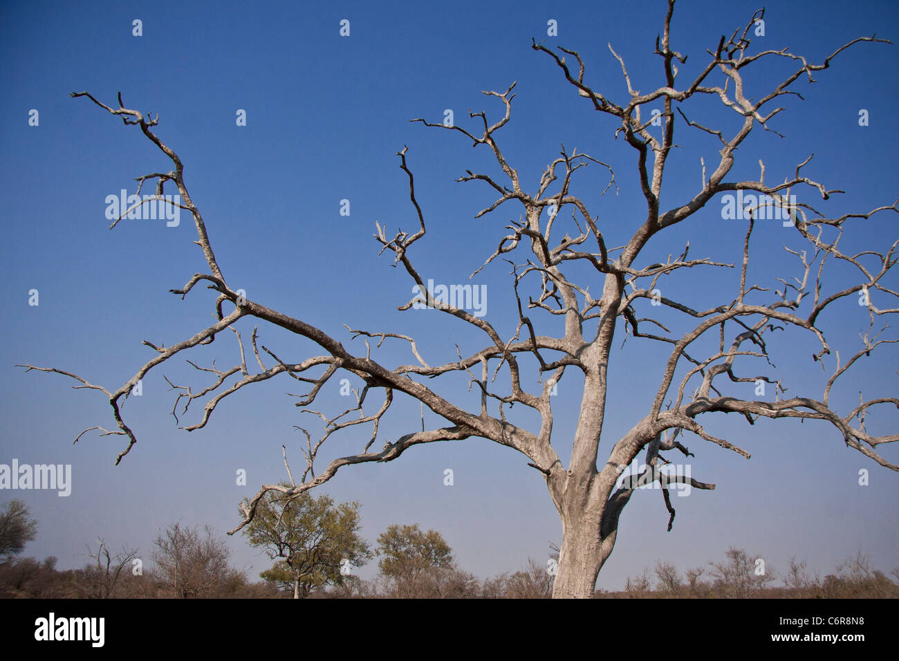 Dead leadwood tree in bushveld Stock Photo - Alamy