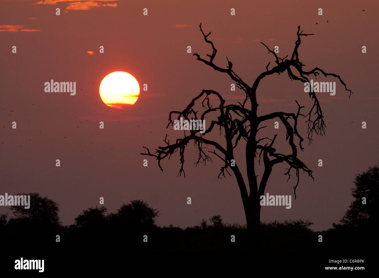 Bushveld sunset dead tree silhouette hi-res stock photography and ...