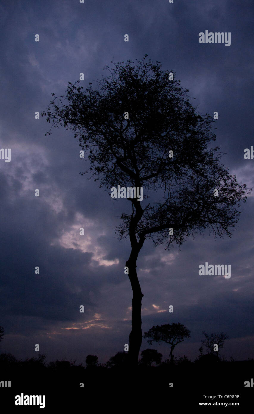 Bushveld tree silhouetted sunset hi-res stock photography and images ...