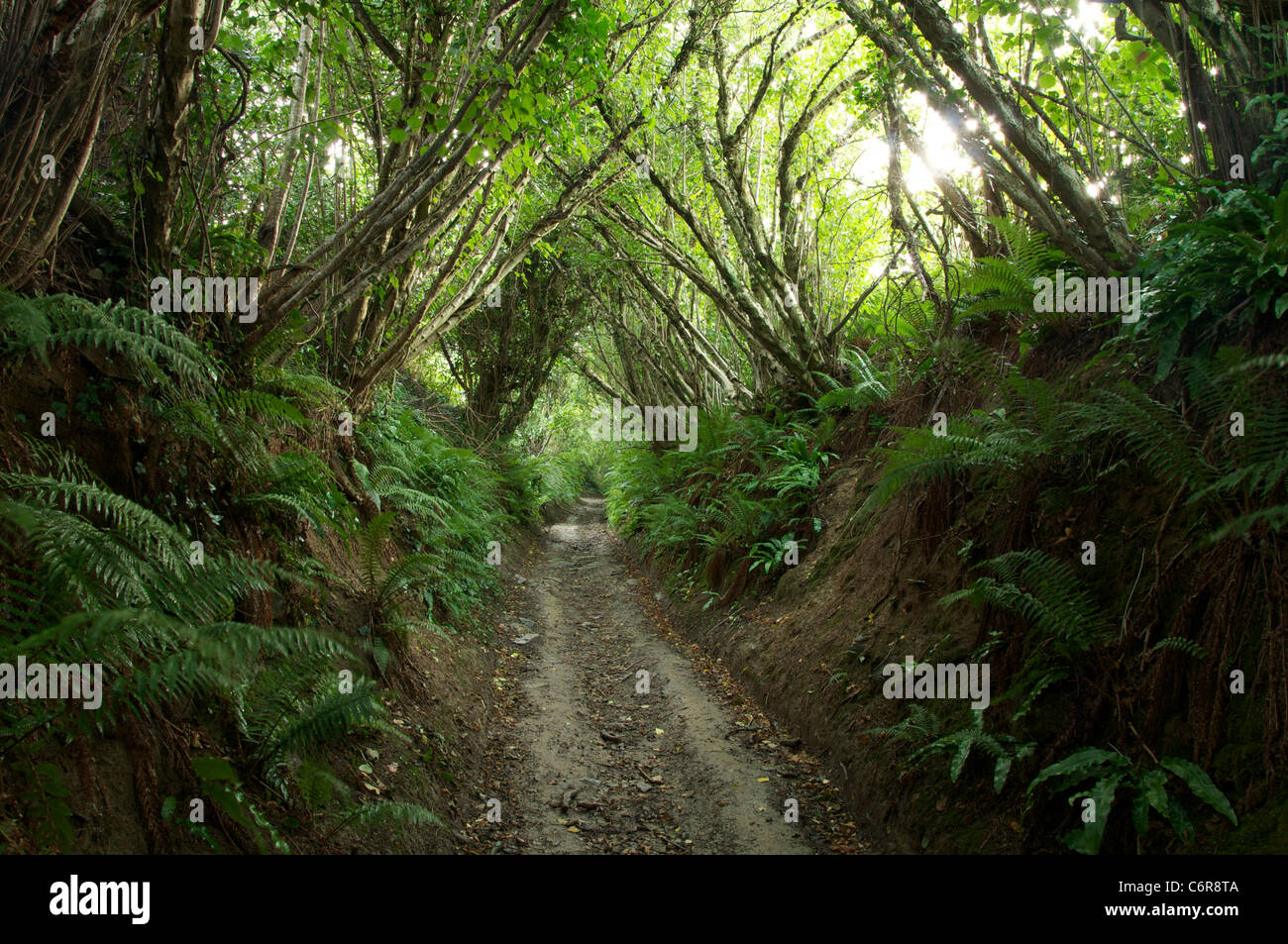 An ancient Holloway shaded by trees. A sunken lane eroded deeper over ...