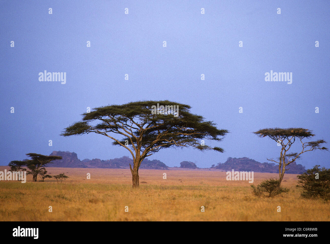 Acacia trees and hills in the distance Stock Photo - Alamy