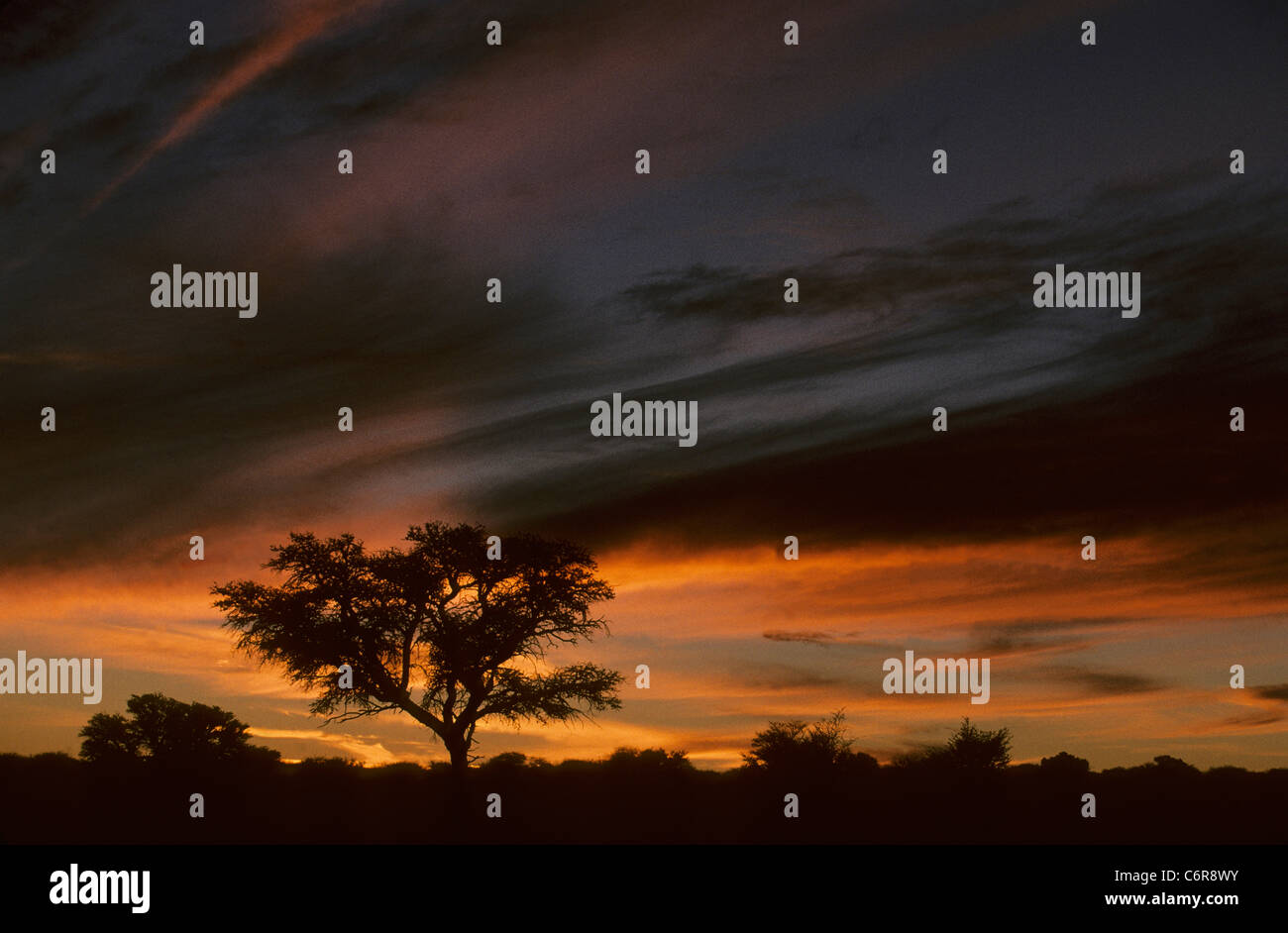Camel thorn tree at sunset Stock Photo - Alamy
