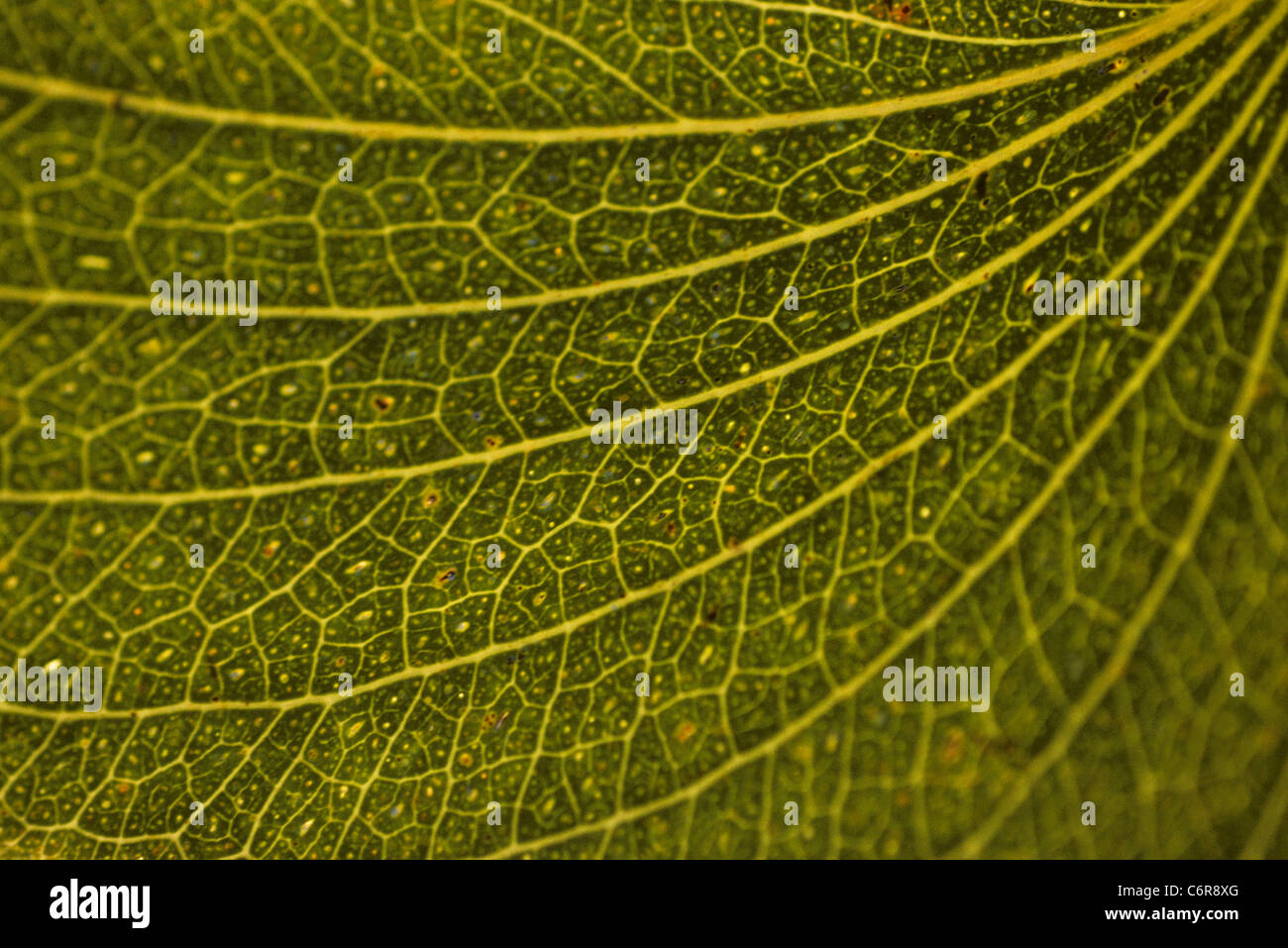Mopane leaf (Colophospermum mopane) closeup Stock Photo - Alamy