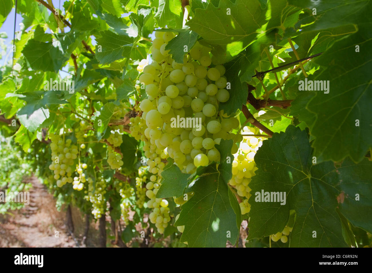 Grape farming orange river hi-res stock photography and images - Alamy